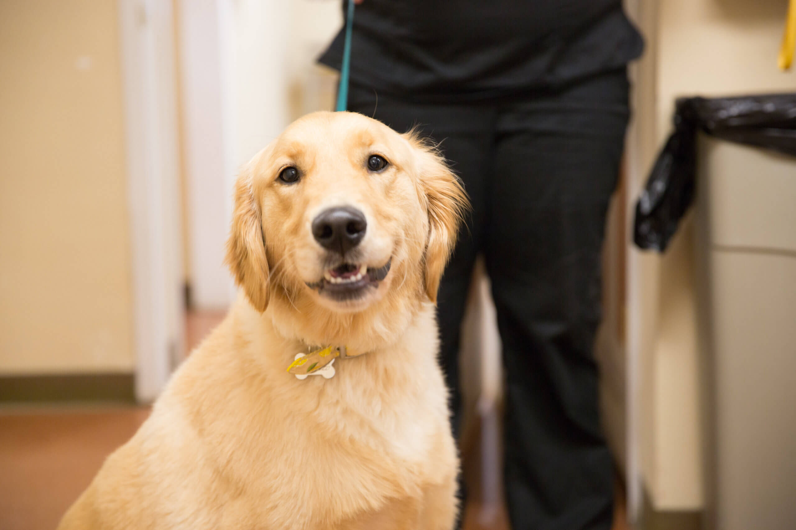 Preventive Care | Compassion Animal Hospital