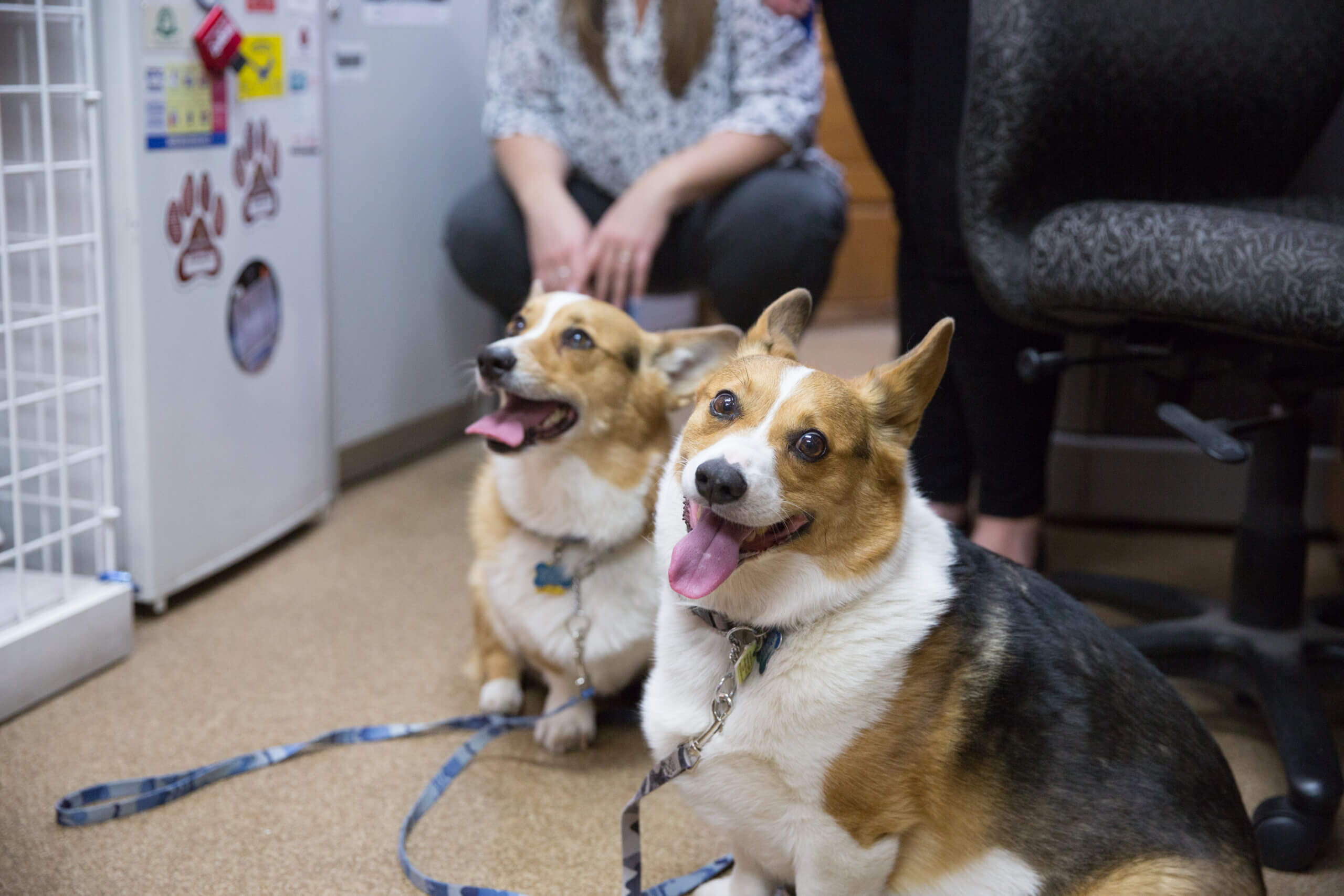 Raving Testimonials | Compassion Animal Hospital