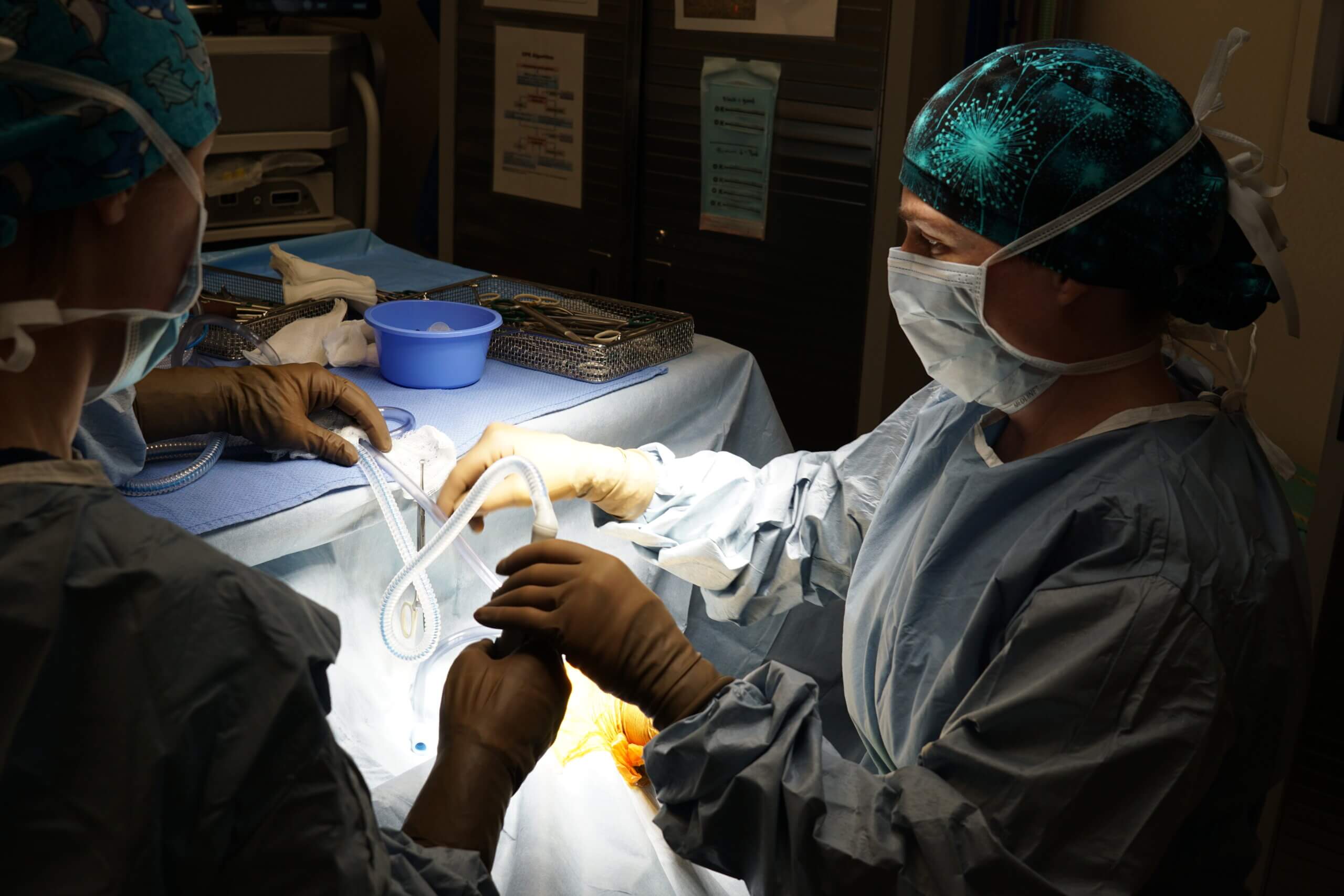 Diagnostic Care | Compassion Animal Hospital