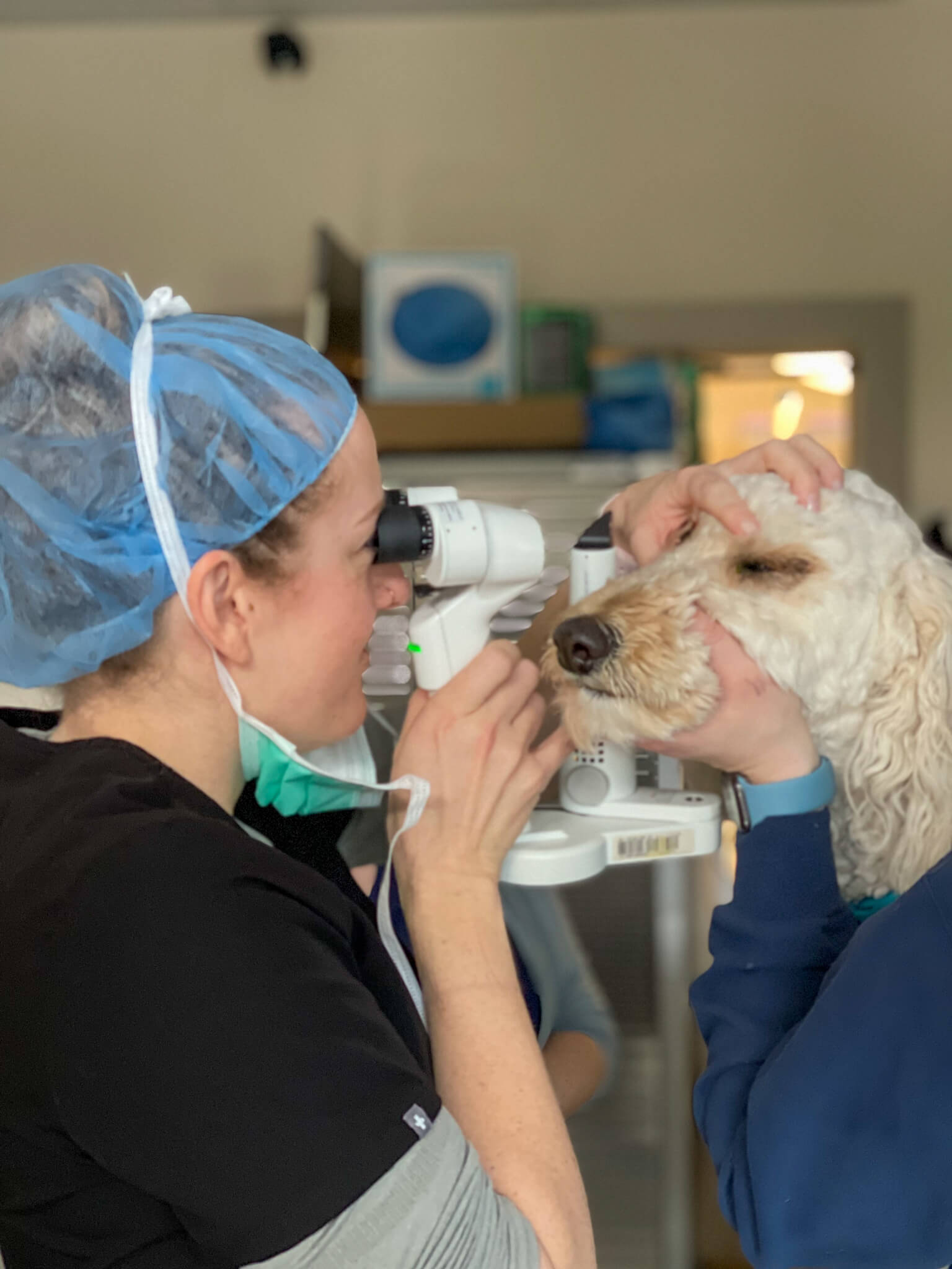 Comprehensive Health Plans | Compassion Animal Hospital