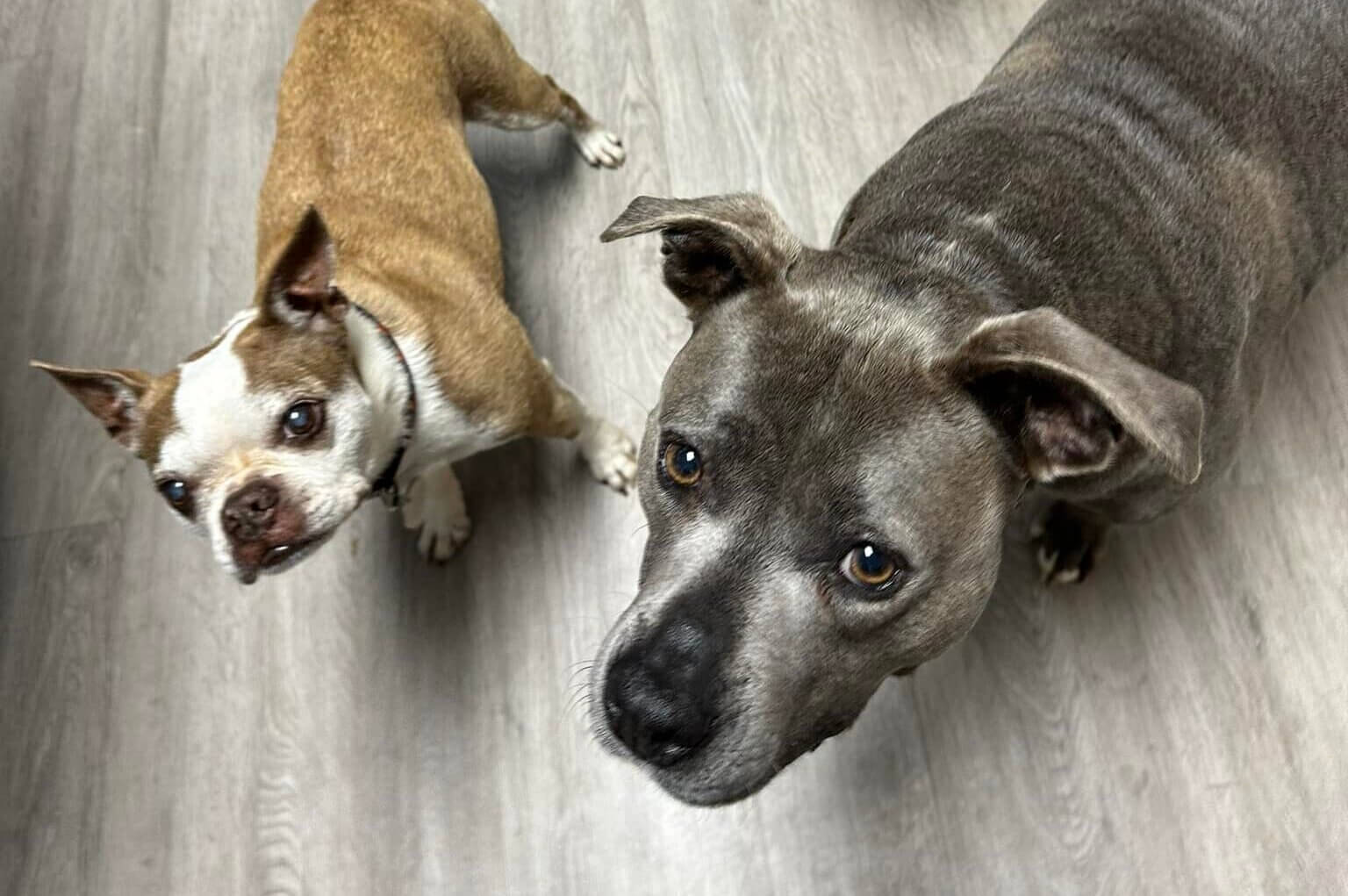 Our Veterinary Specialists | Compassion Animal Hospital