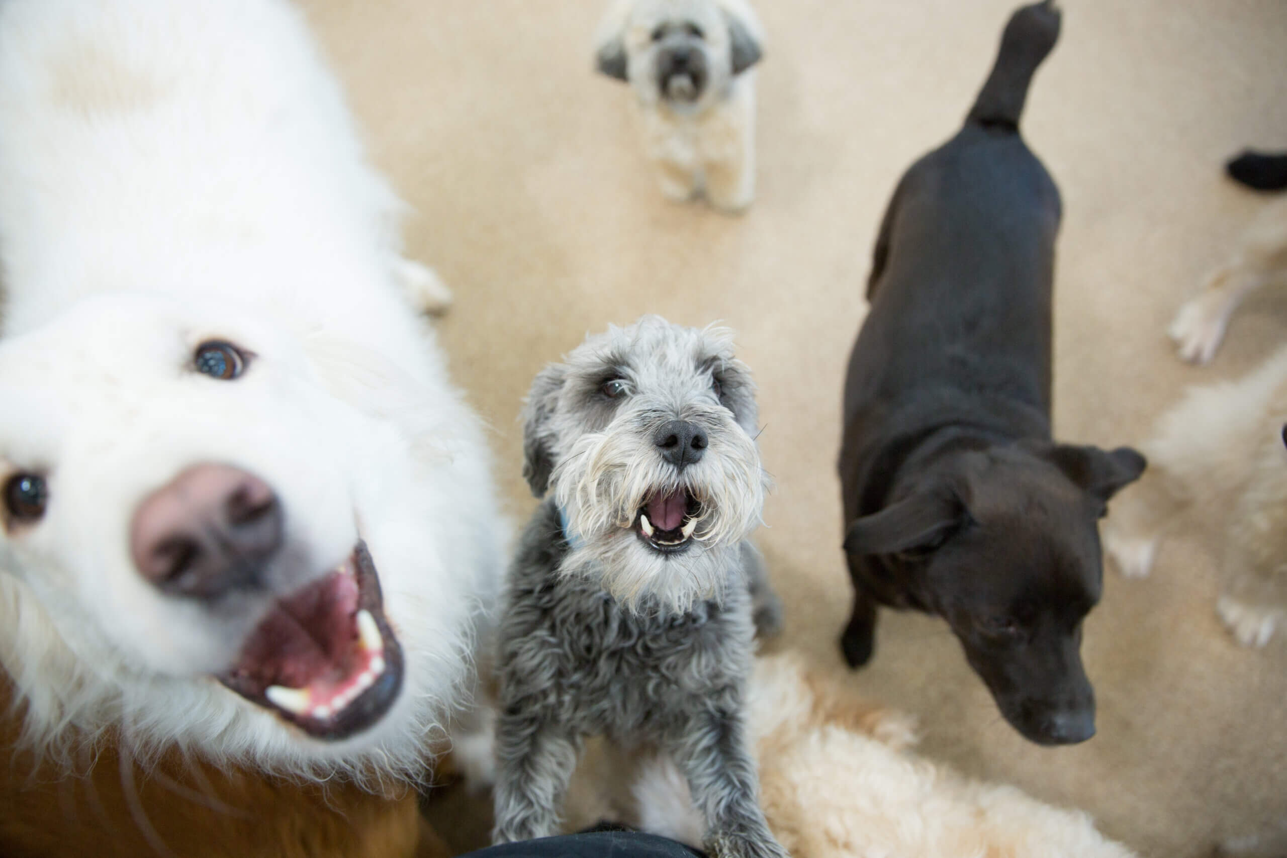 Resource Videos | Compassion Animal Hospital