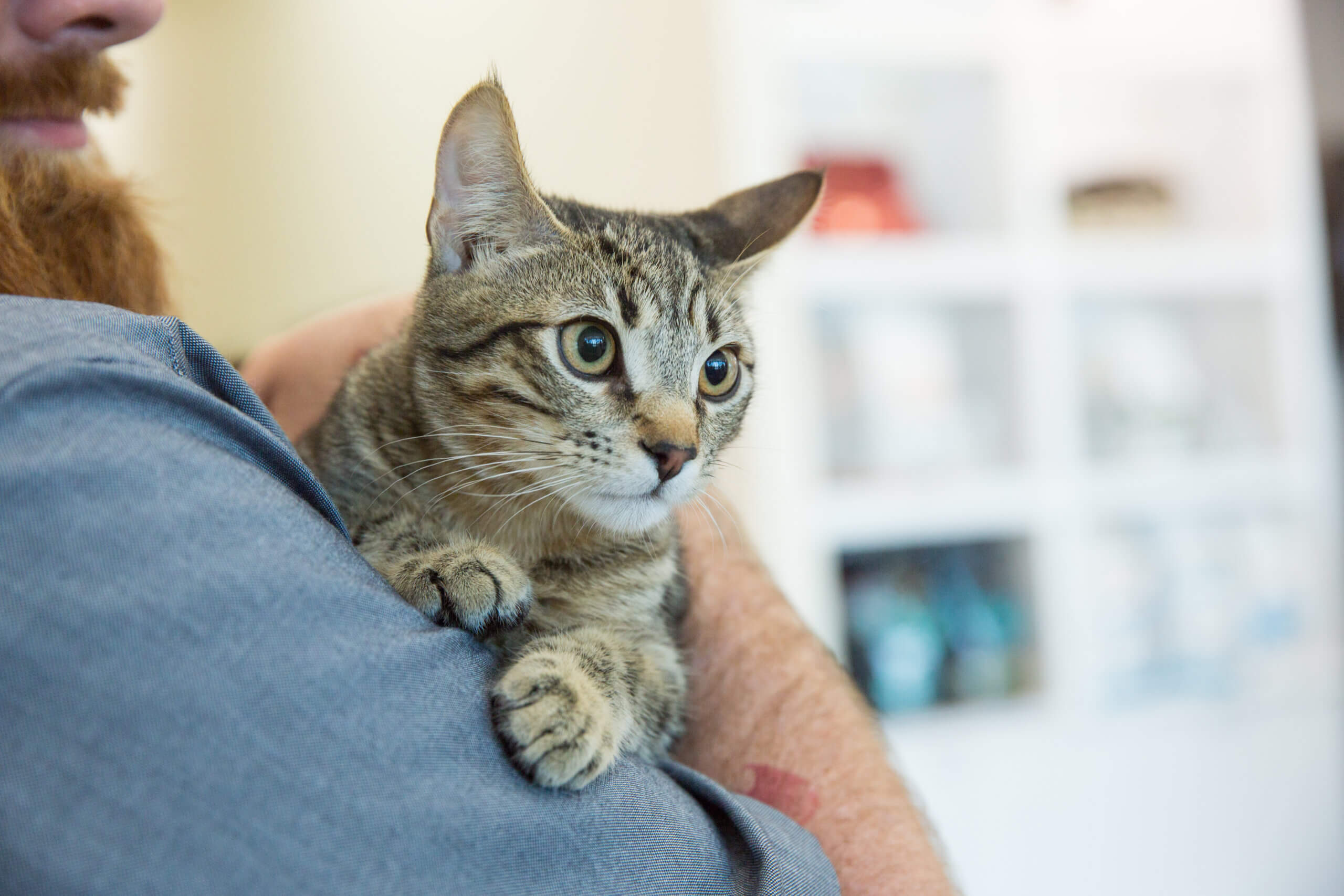 Raving Testimonials | Compassion Animal Hospital