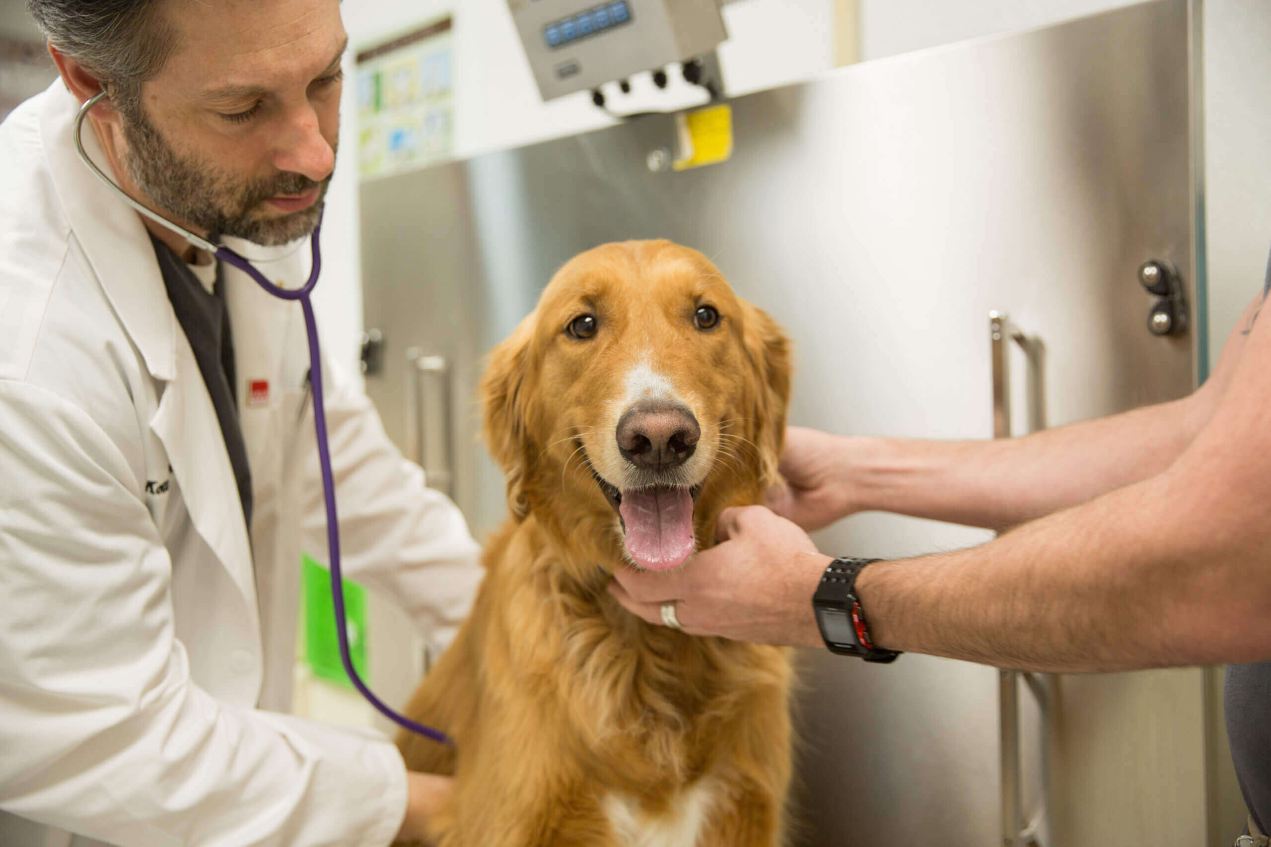 Canine Respiratory Illness - Compassion Animal Hospital
